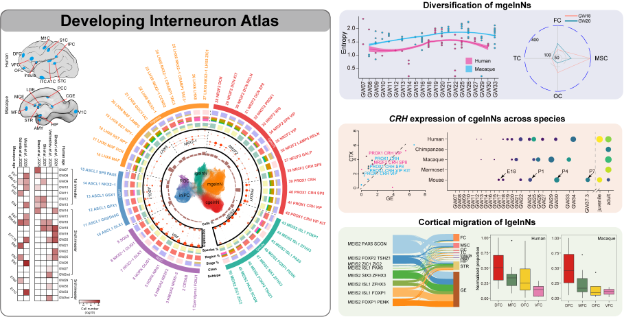 Interneurons Migration In Developing Mammal Brains